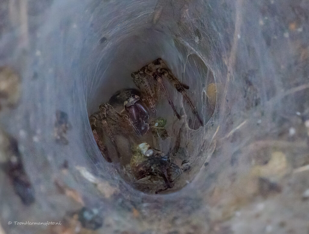 Toon Hermans Foto’s