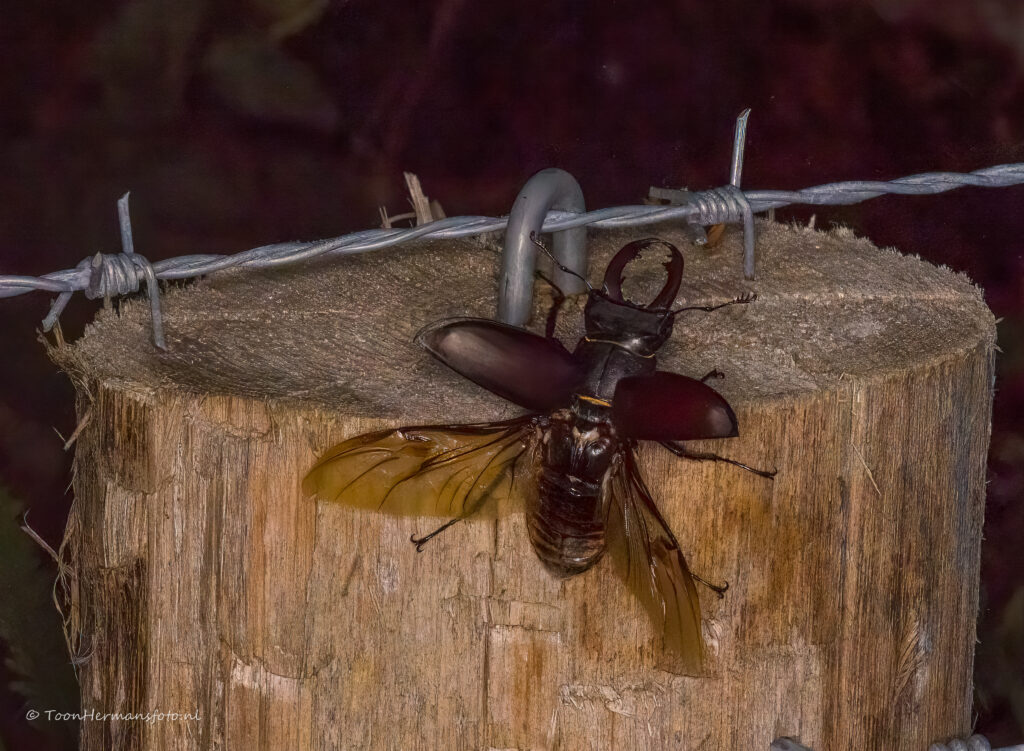 Toon Hermans Foto’s